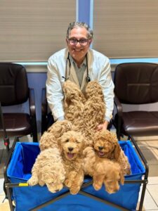 How Long is a Dog Pregnant? A Guide to Canine Gestation | All Pets Vet ...